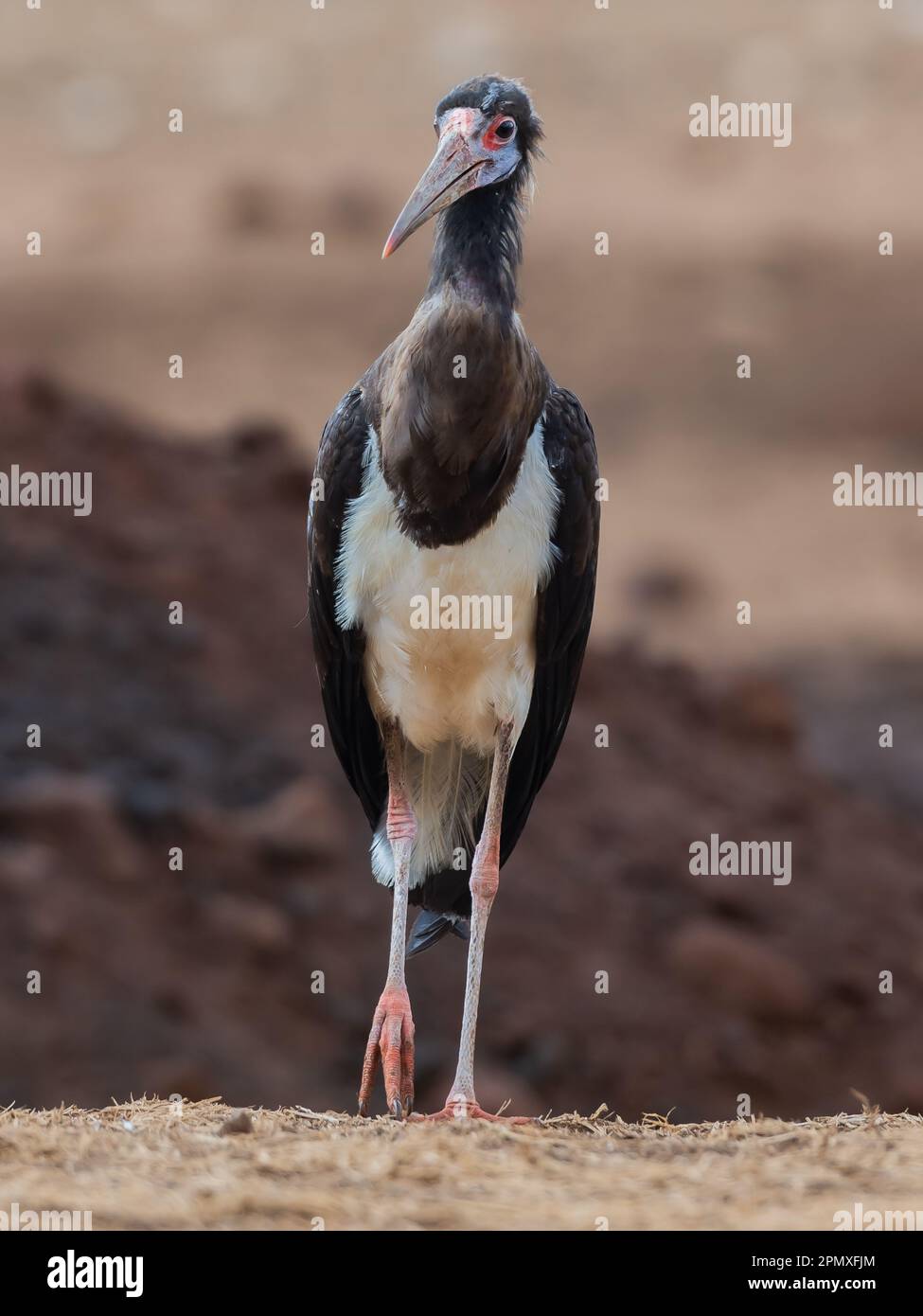 In kenya stock hi-res stock photography and images - Alamy