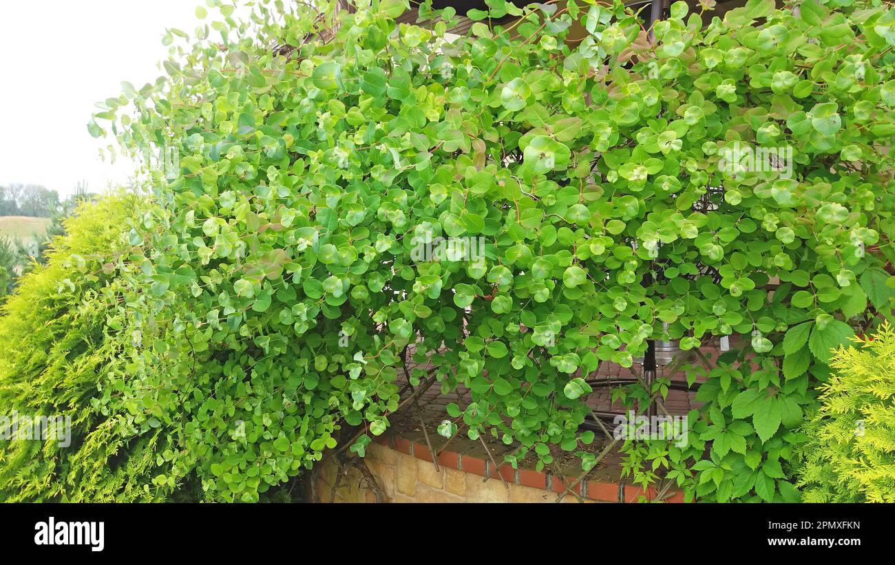 Garden design. Thickets of ornamental plants of bright saturated green ...