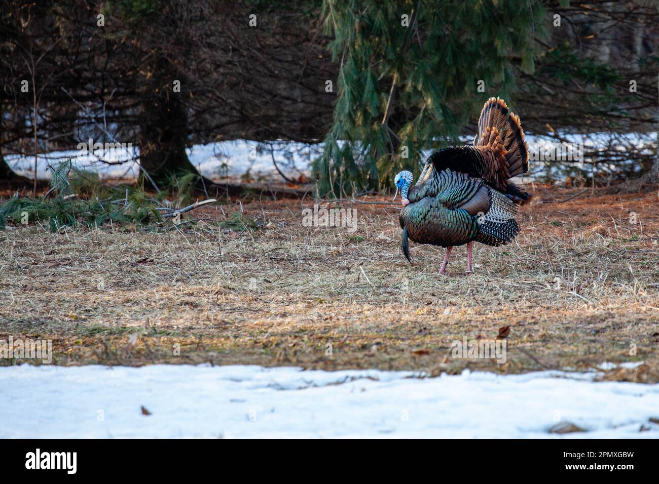 Male wild eastern turkey (Meleagris gallopavo) displaying and strutting ...