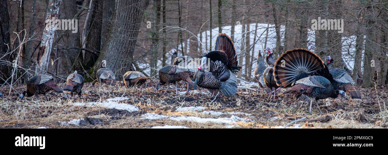 Two male wild eastern turkeys (Meleagris gallopavo) displaying and ...