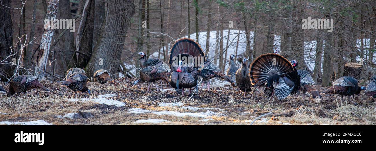Two male wild eastern turkeys (Meleagris gallopavo) displaying and ...