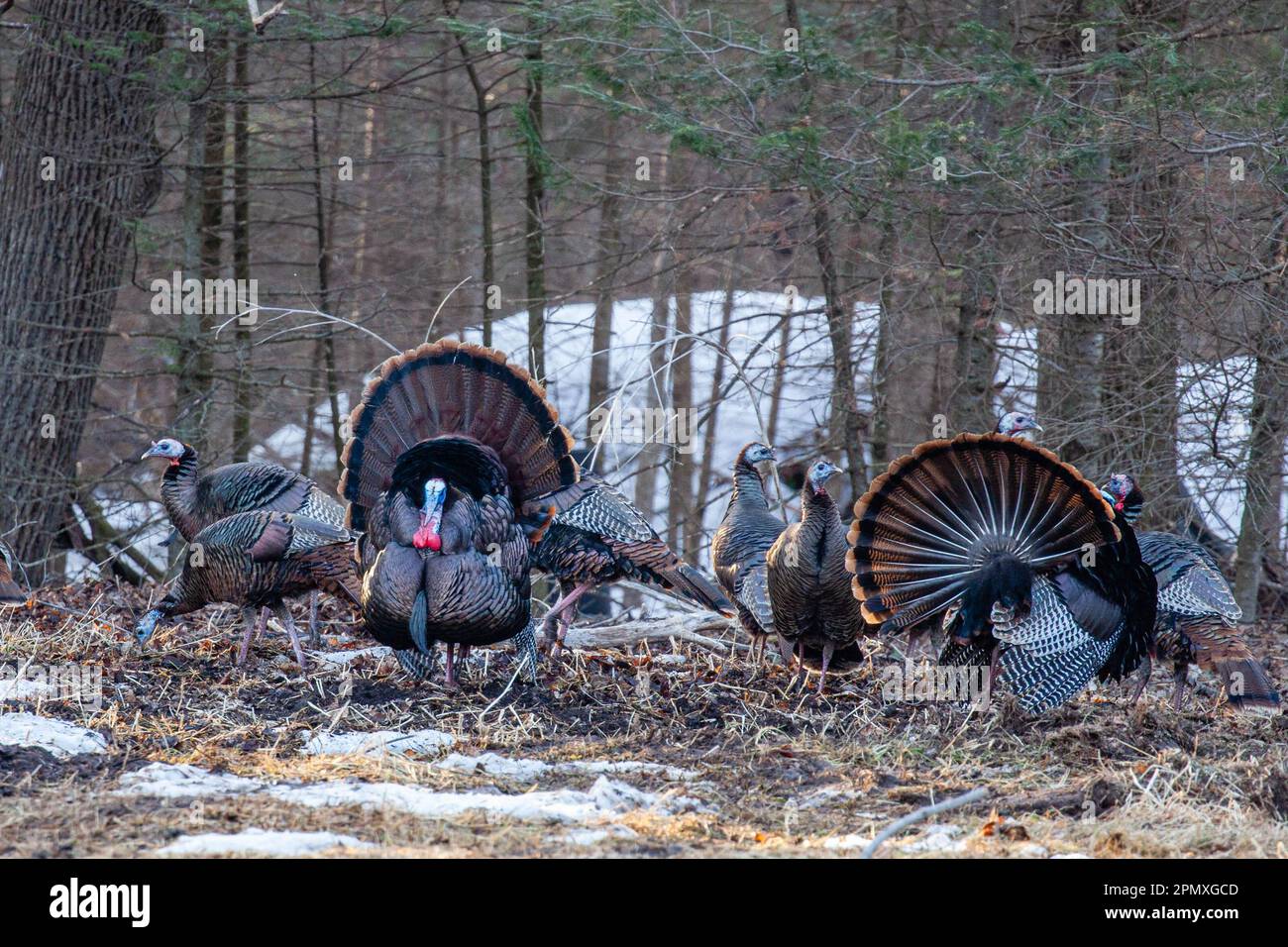 Two male wild eastern turkeys (Meleagris gallopavo) displaying and ...