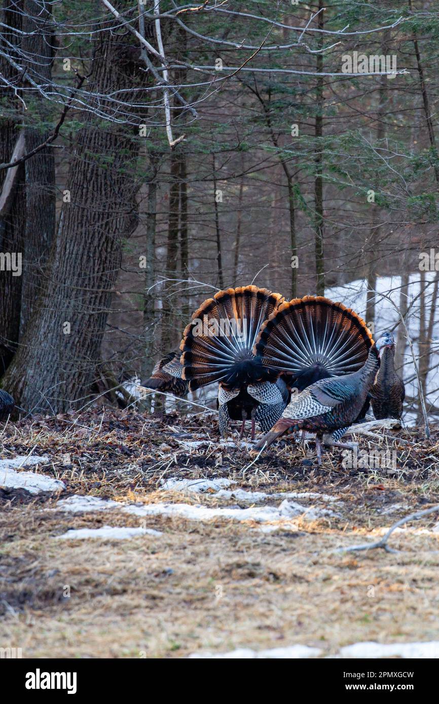Two male wild eastern turkeys (Meleagris gallopavo) displaying and ...