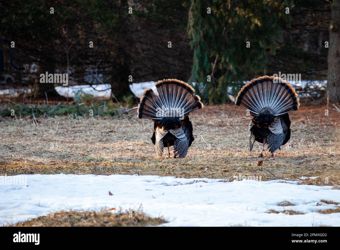 Two wild eastern turkeys (Meleagris gallopavo) displaying and strutting ...