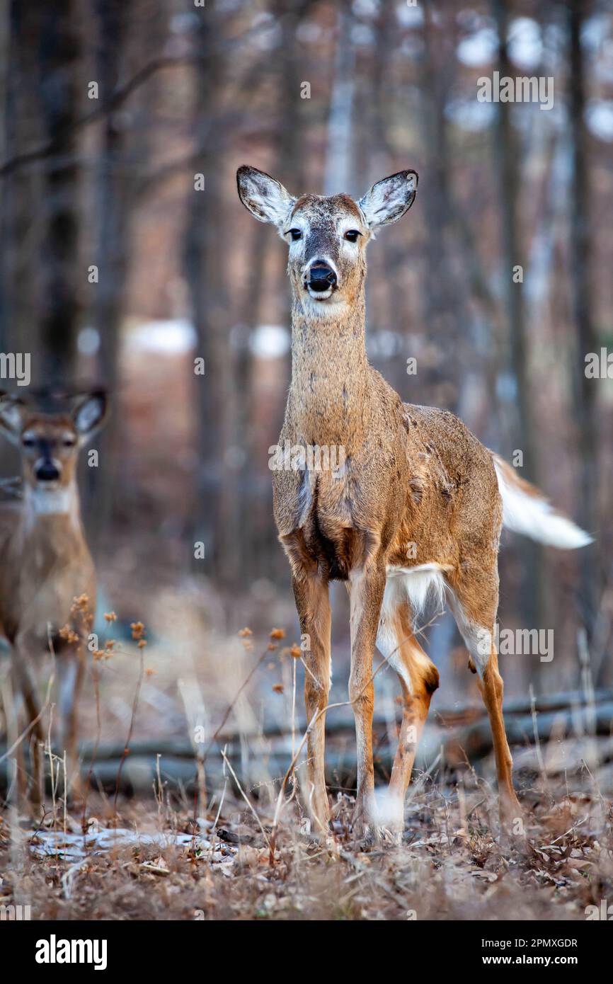 Wite tailed deer hi-res stock photography and images - Alamy