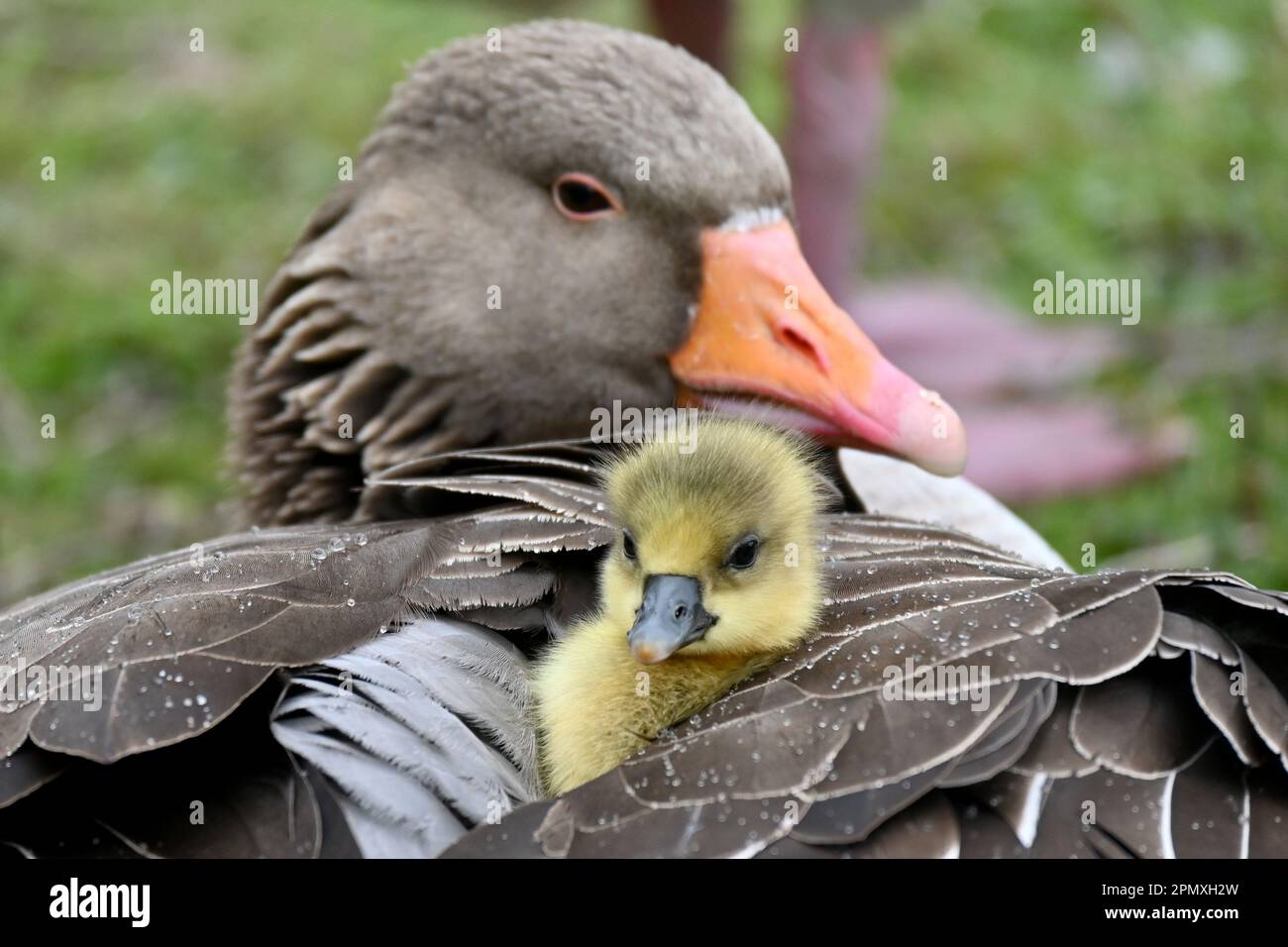 15 April 2023, Bavaria, Munich: A chick of a greylag goose warms itself ...
