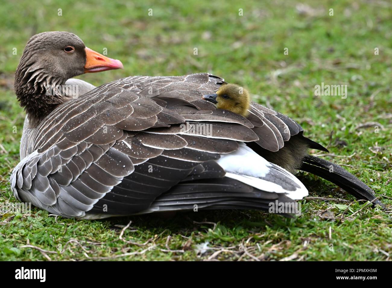 15 April 2023, Bavaria, Munich: A chick of a greylag goose warms itself ...