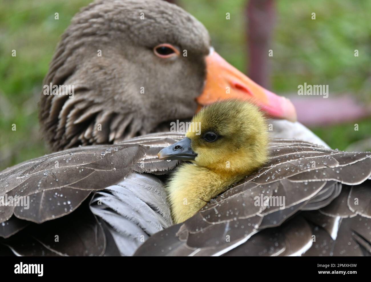 15 April 2023, Bavaria, Munich: A chick of a greylag goose warms itself ...