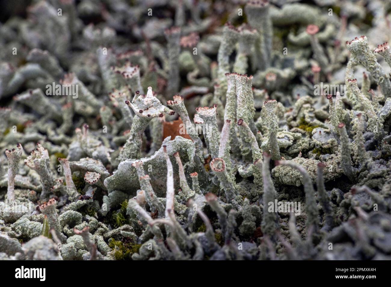 grey lichen on a tree Stock Photo - Alamy