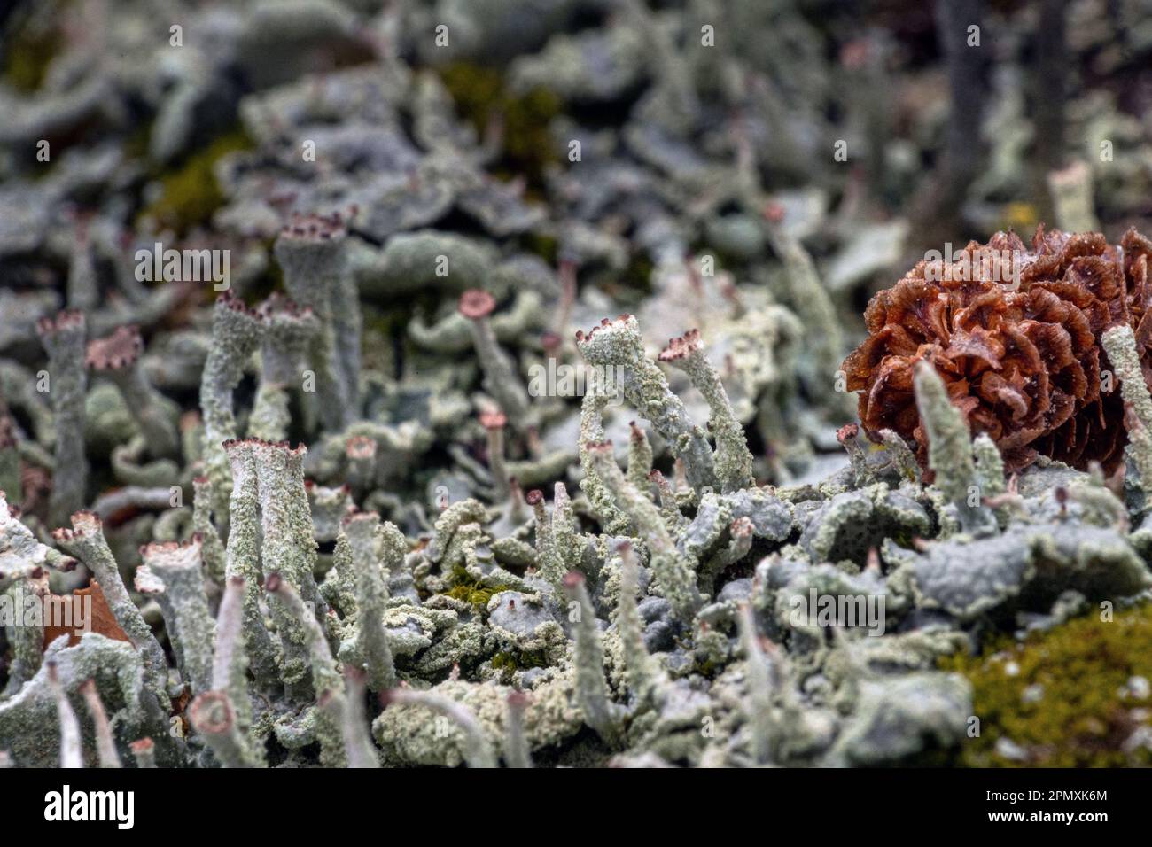 grey lichen on a tree Stock Photo - Alamy