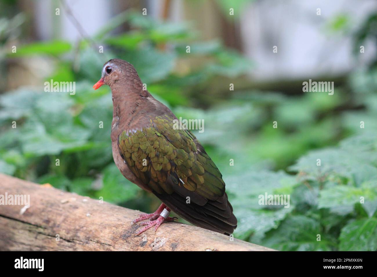 Common emerald dove Stock Photo - Alamy