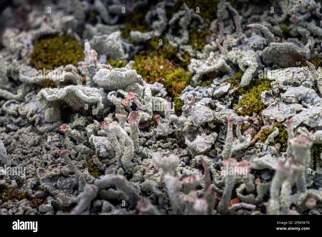 grey lichen on a tree Stock Photo - Alamy