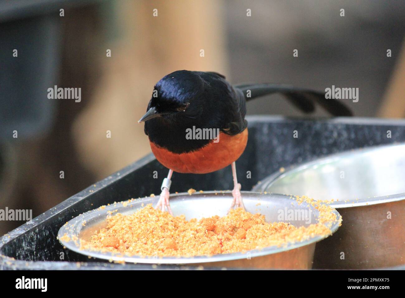 White rumped shama cage hi-res stock photography and images - Alamy