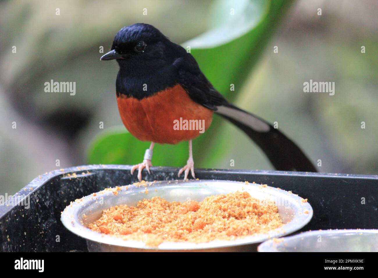 White rumped shama cage hi-res stock photography and images - Alamy