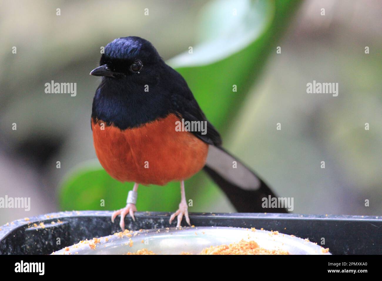 White rumped shama cage hi-res stock photography and images - Alamy