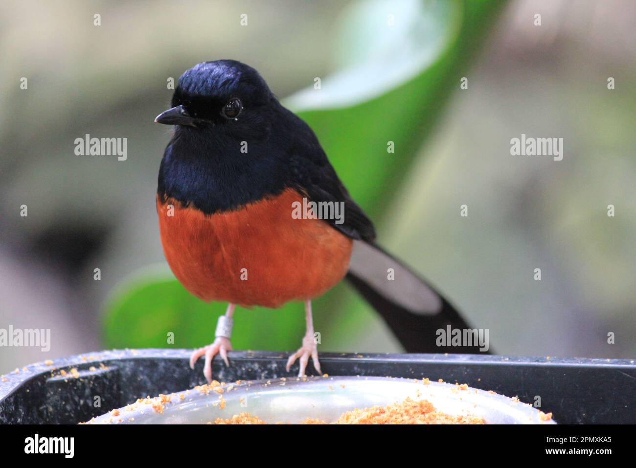 White rumped shama cage hi-res stock photography and images - Alamy