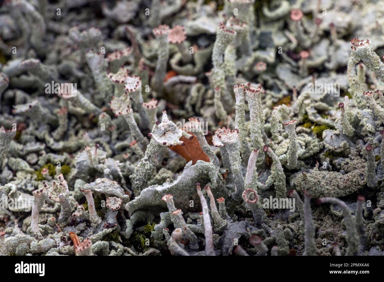 grey lichen on a tree Stock Photo - Alamy