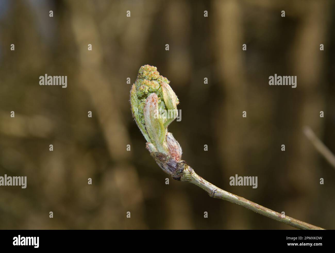 Ash tree flower hi-res stock photography and images - Alamy