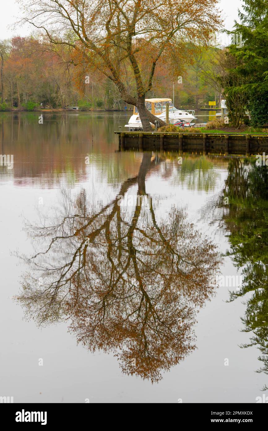 A reflection of a tree in river water entering into a lake Stock Photo ...