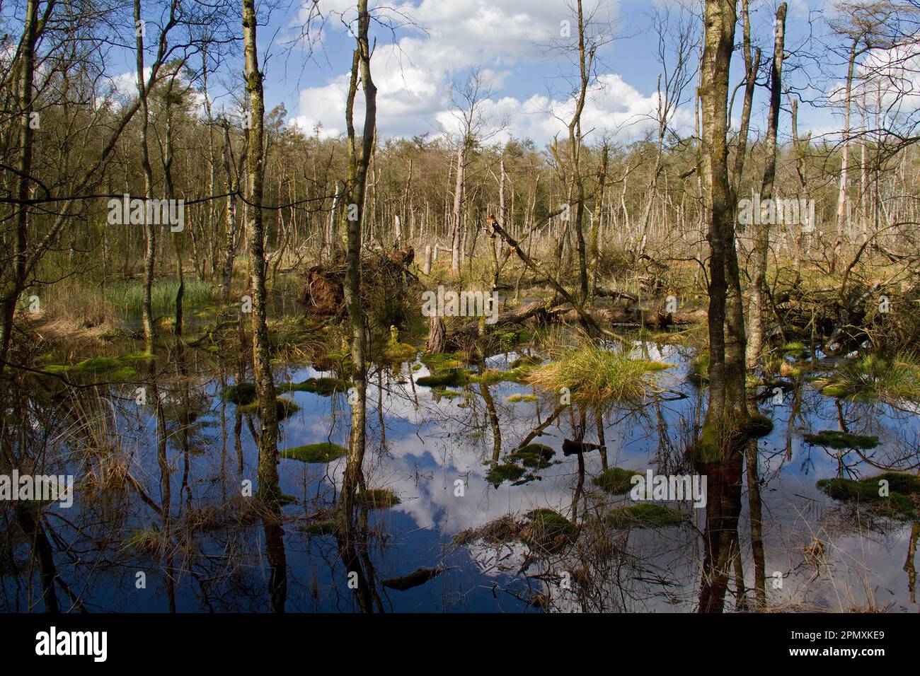 Gloomy landscape, drowning Birches, grass and moss in a swamp, trees ...