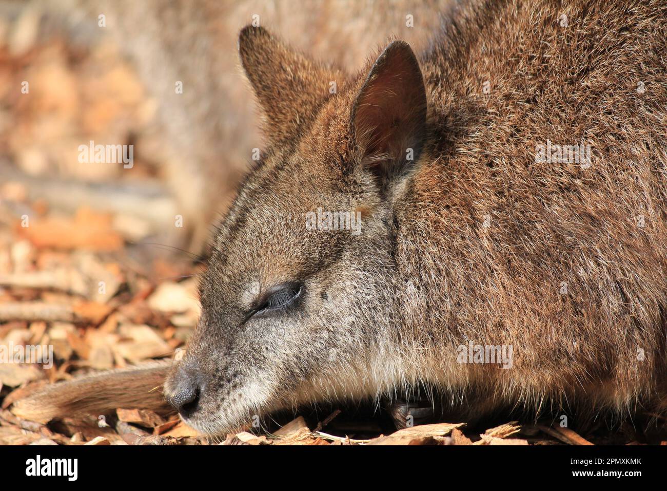 Notamacropus parma hi-res stock photography and images - Alamy