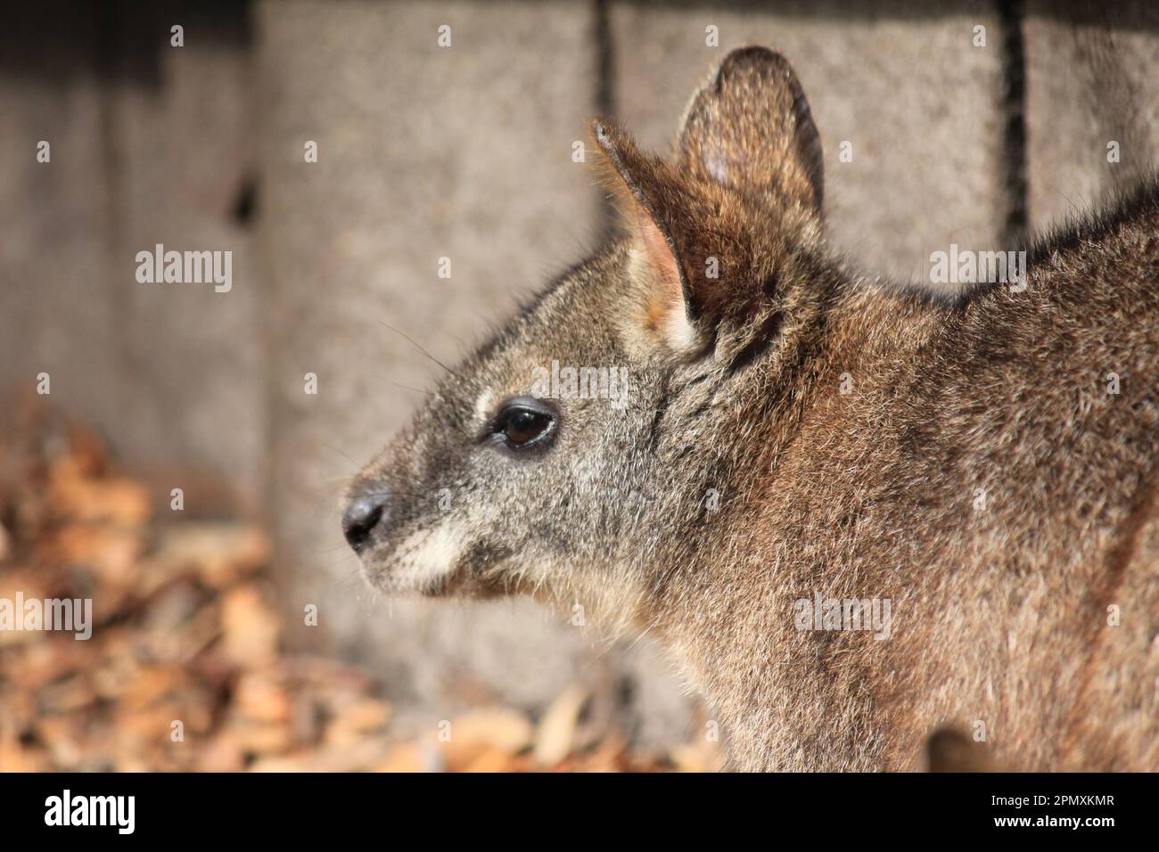 Notamacropus parma hi-res stock photography and images - Alamy