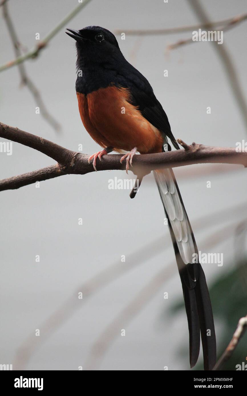 White rumped shama cage hi-res stock photography and images - Alamy
