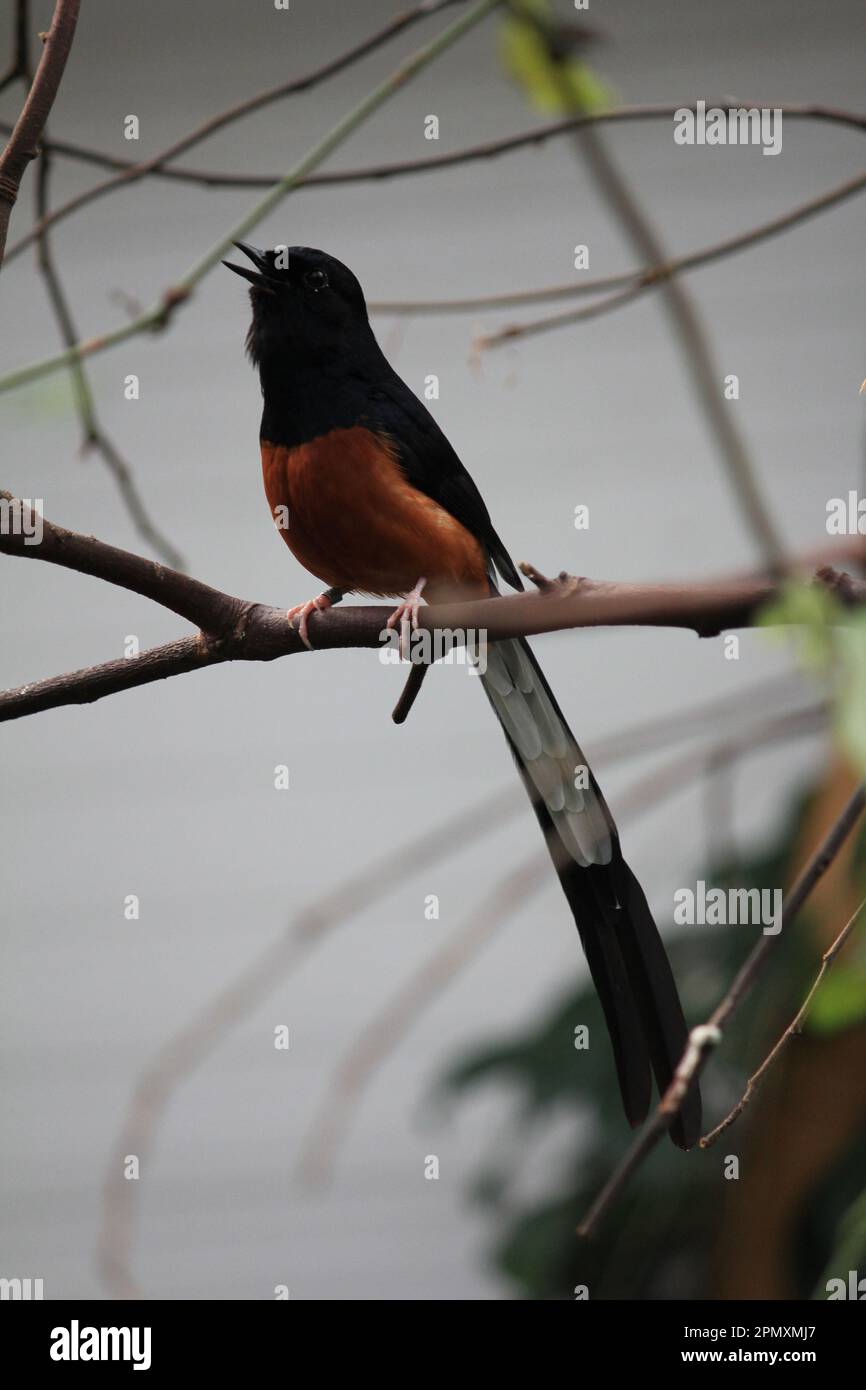 White rumped shama cage hi-res stock photography and images - Alamy