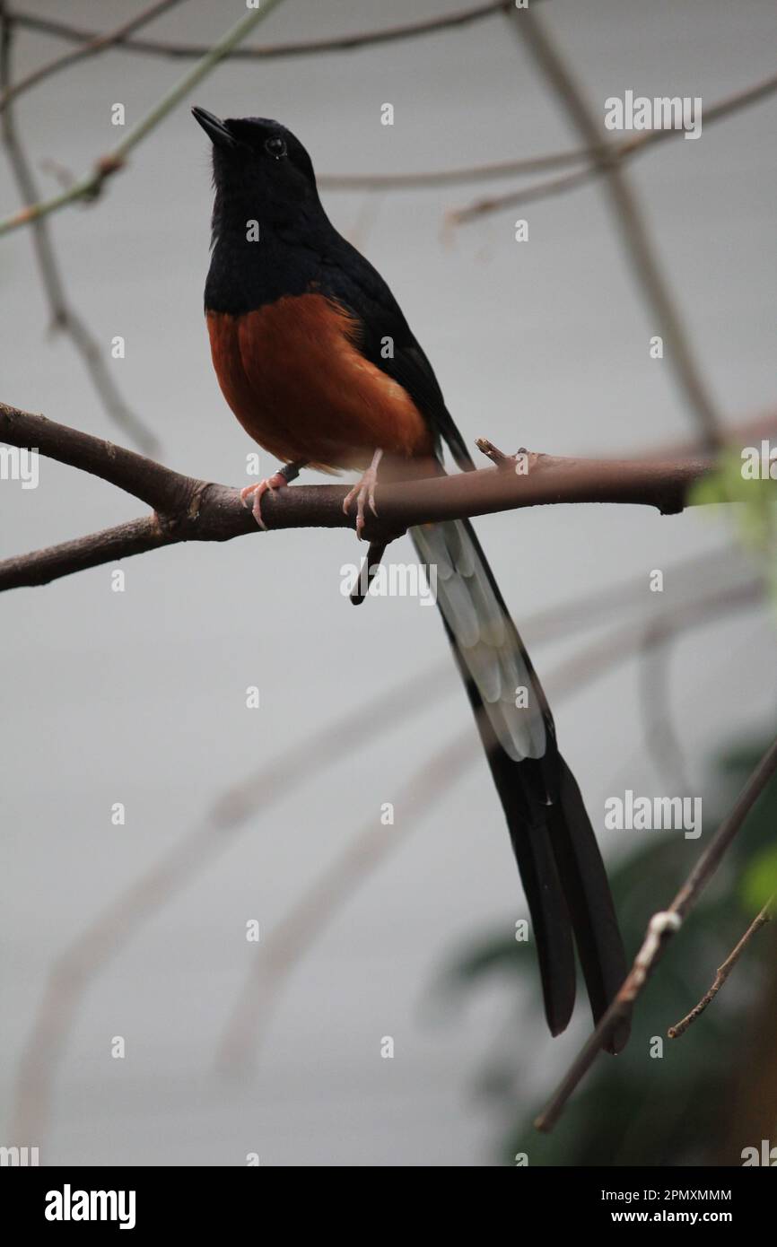 White rumped shama cage hi-res stock photography and images - Alamy