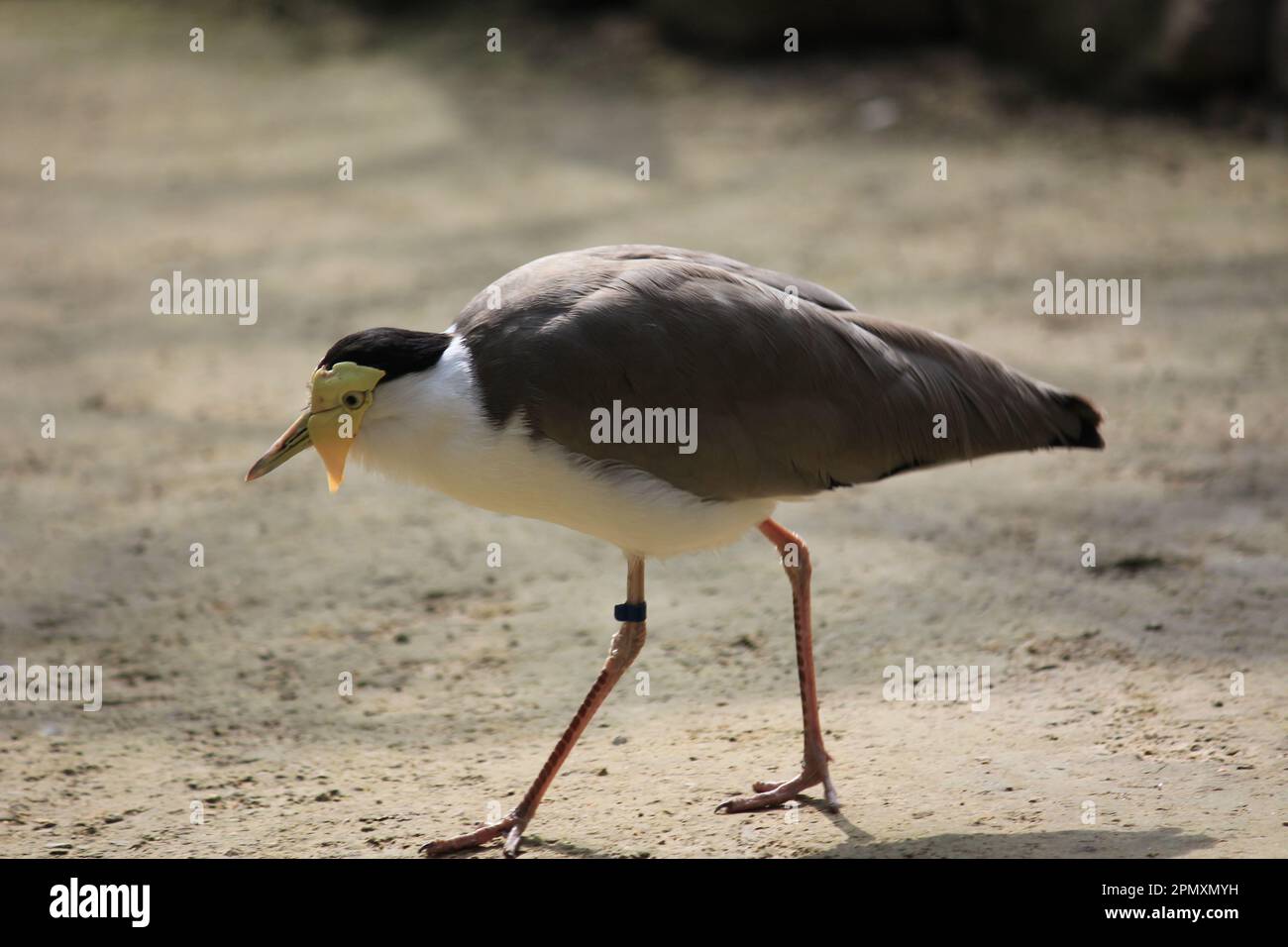 Black terminal band on tail hi-res stock photography and images - Alamy