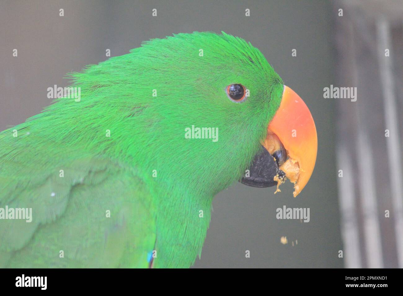 Noble parrots hi-res stock photography and images - Alamy