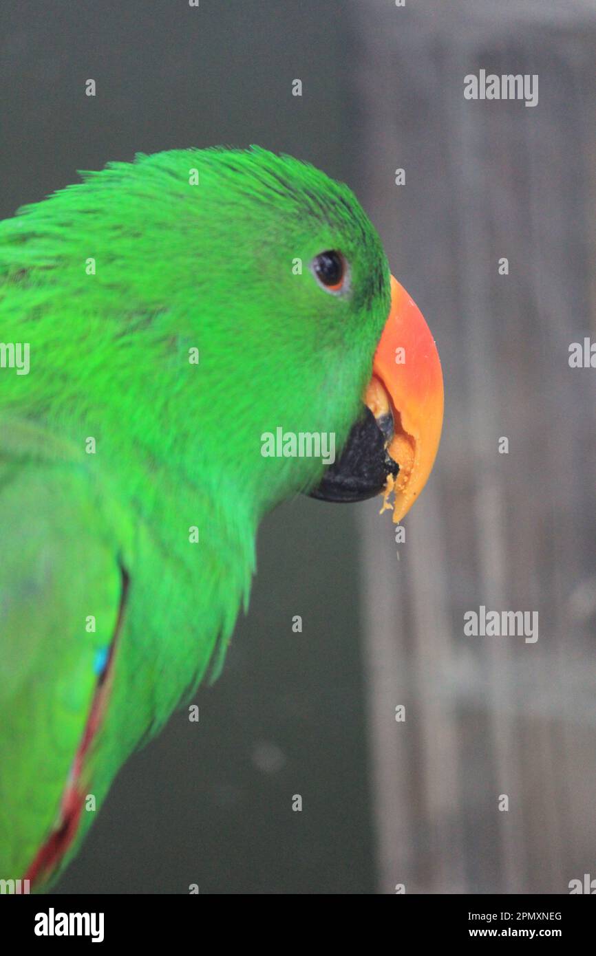 Noble parrots hi-res stock photography and images - Alamy