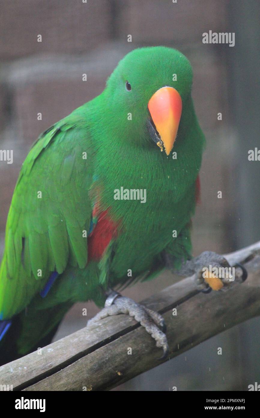 Parrots of new guinea hi-res stock photography and images - Alamy