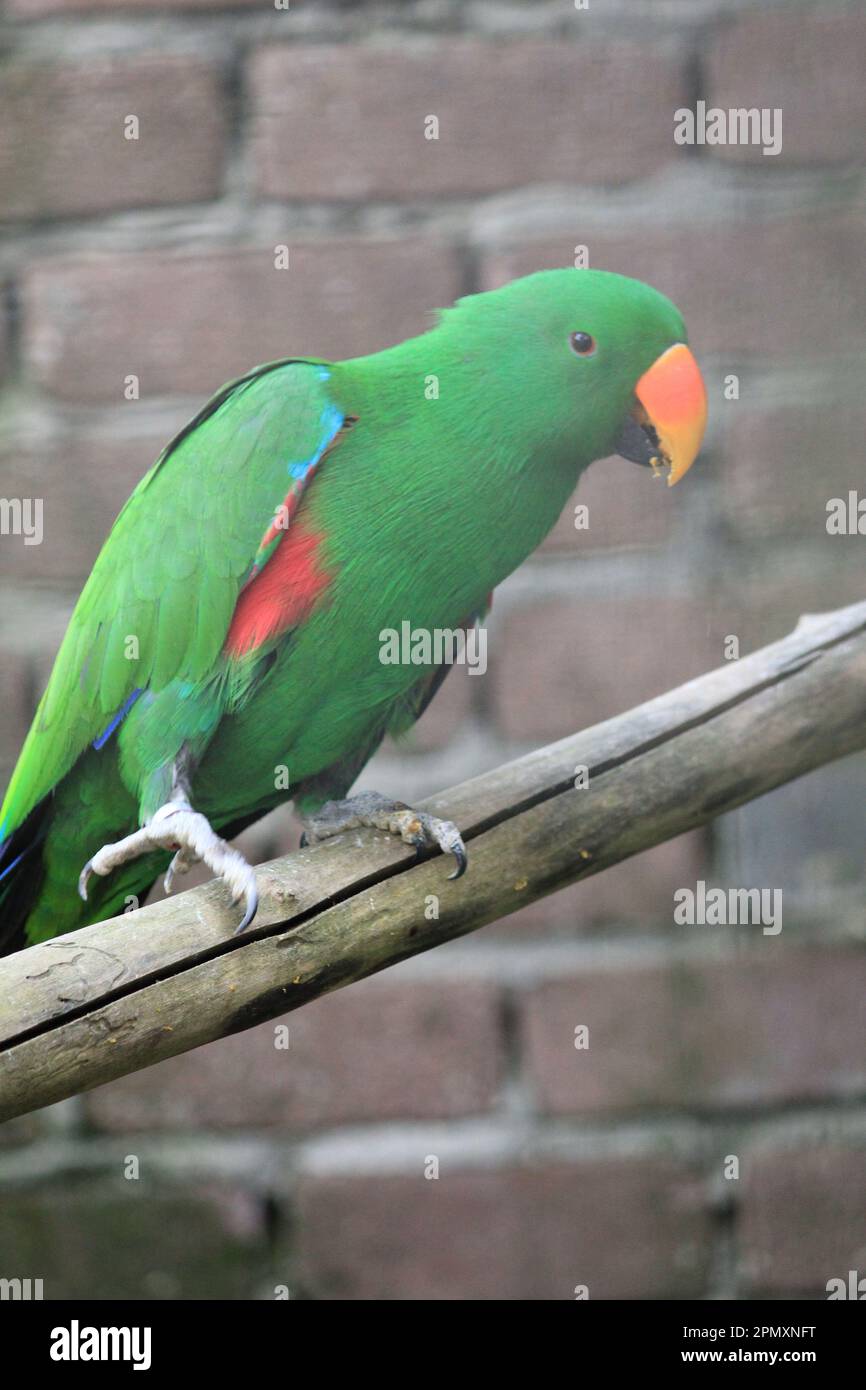 Noble parrots hi-res stock photography and images - Alamy