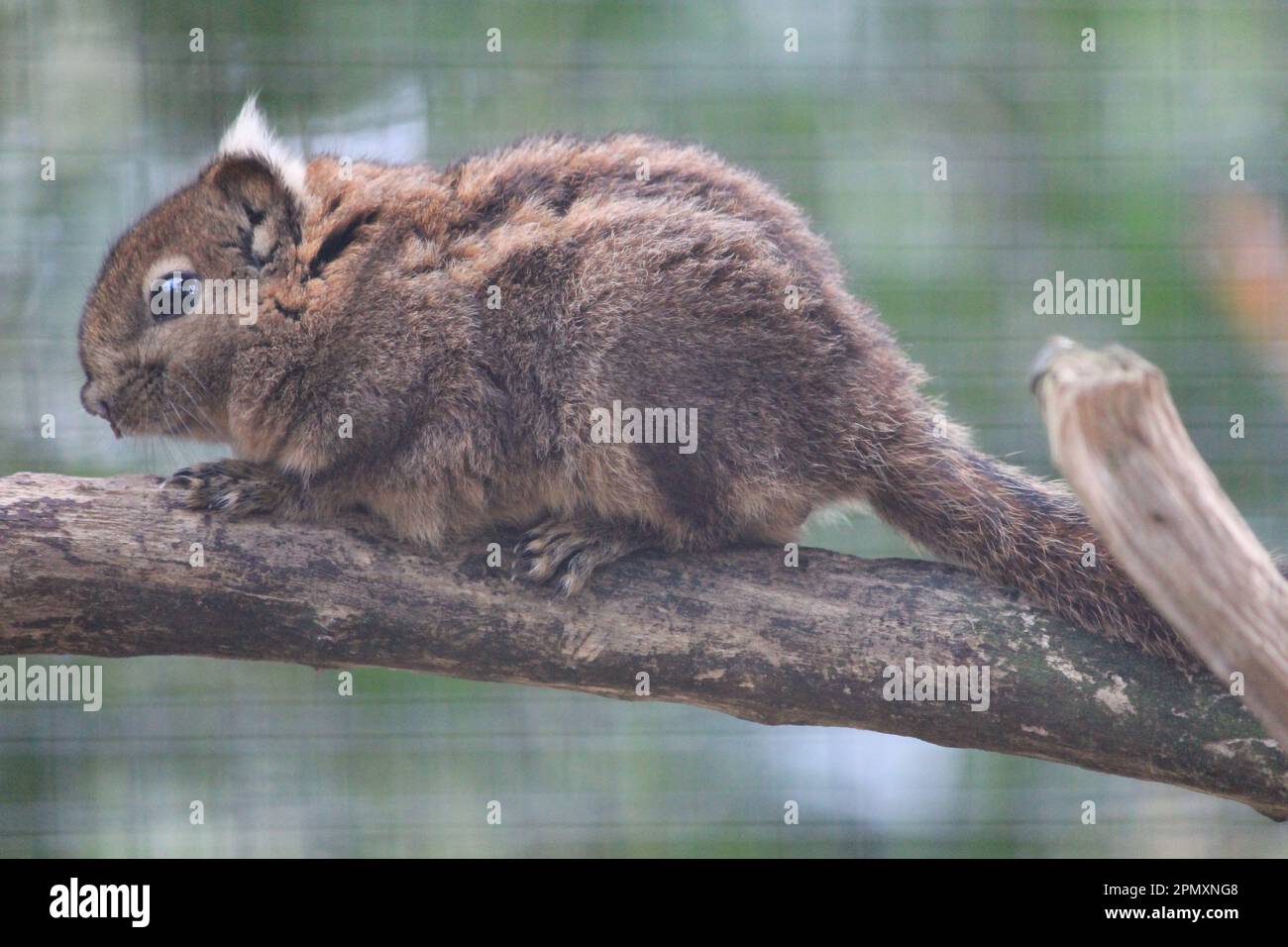 Chinese striped tree squirrel hi-res stock photography and images - Alamy