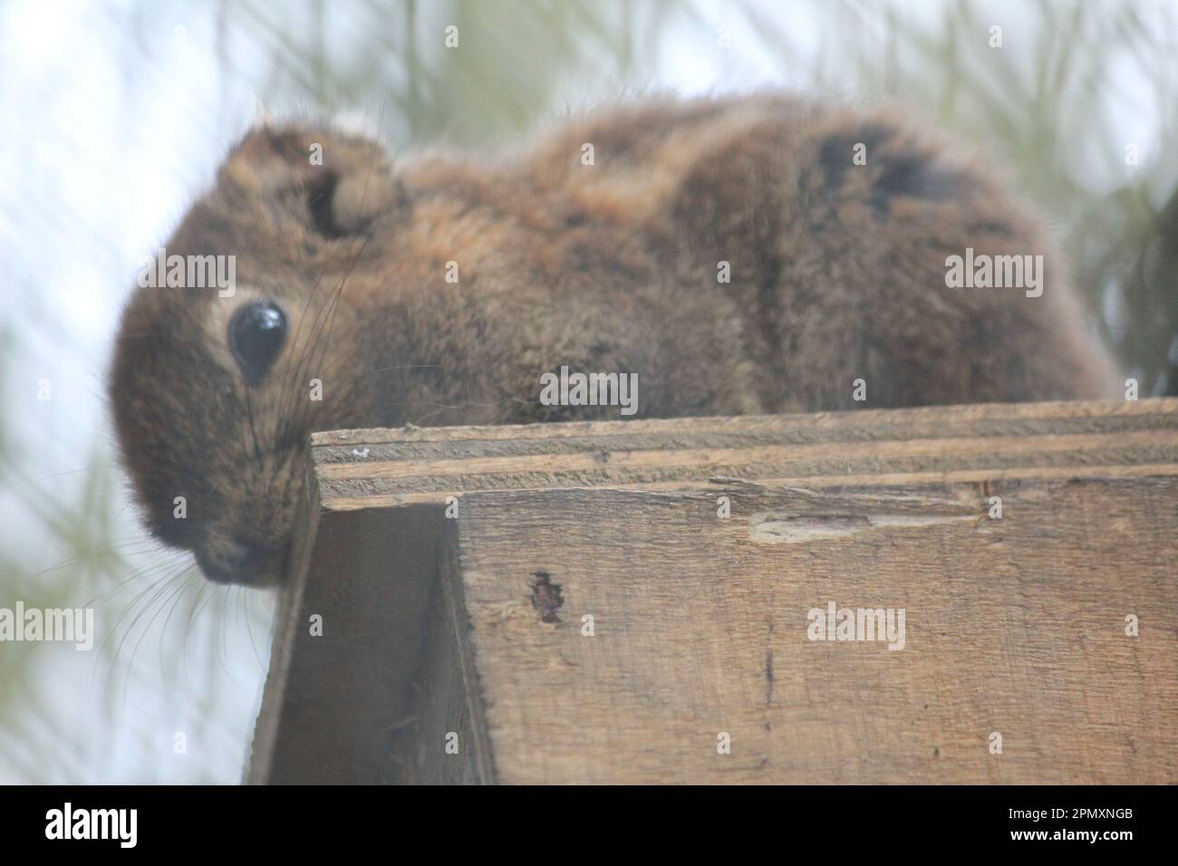 Chinese striped tree squirrel Stock Photo - Alamy