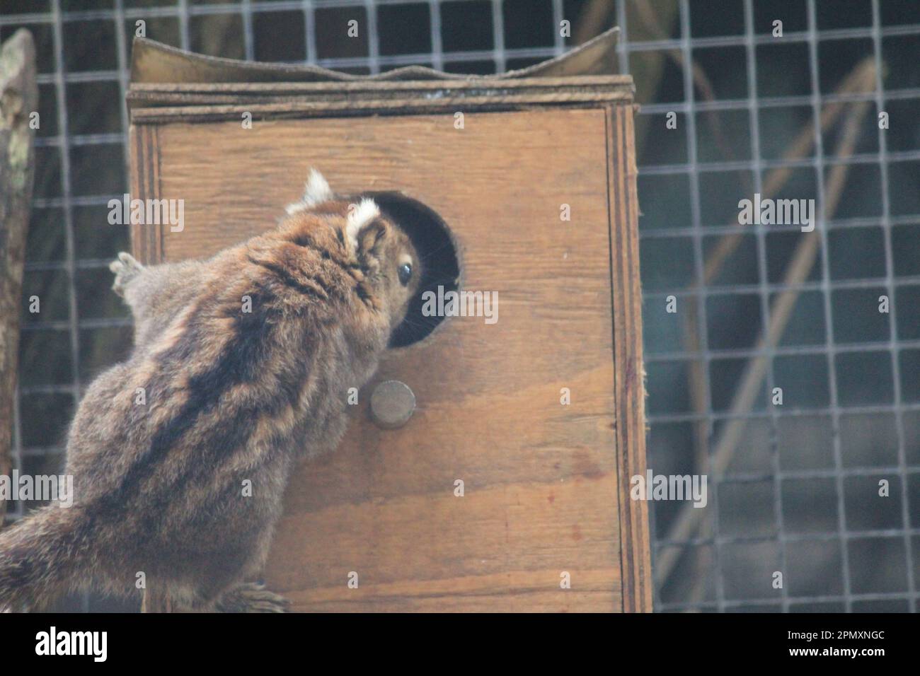 Chinese striped tree squirrel Stock Photo - Alamy
