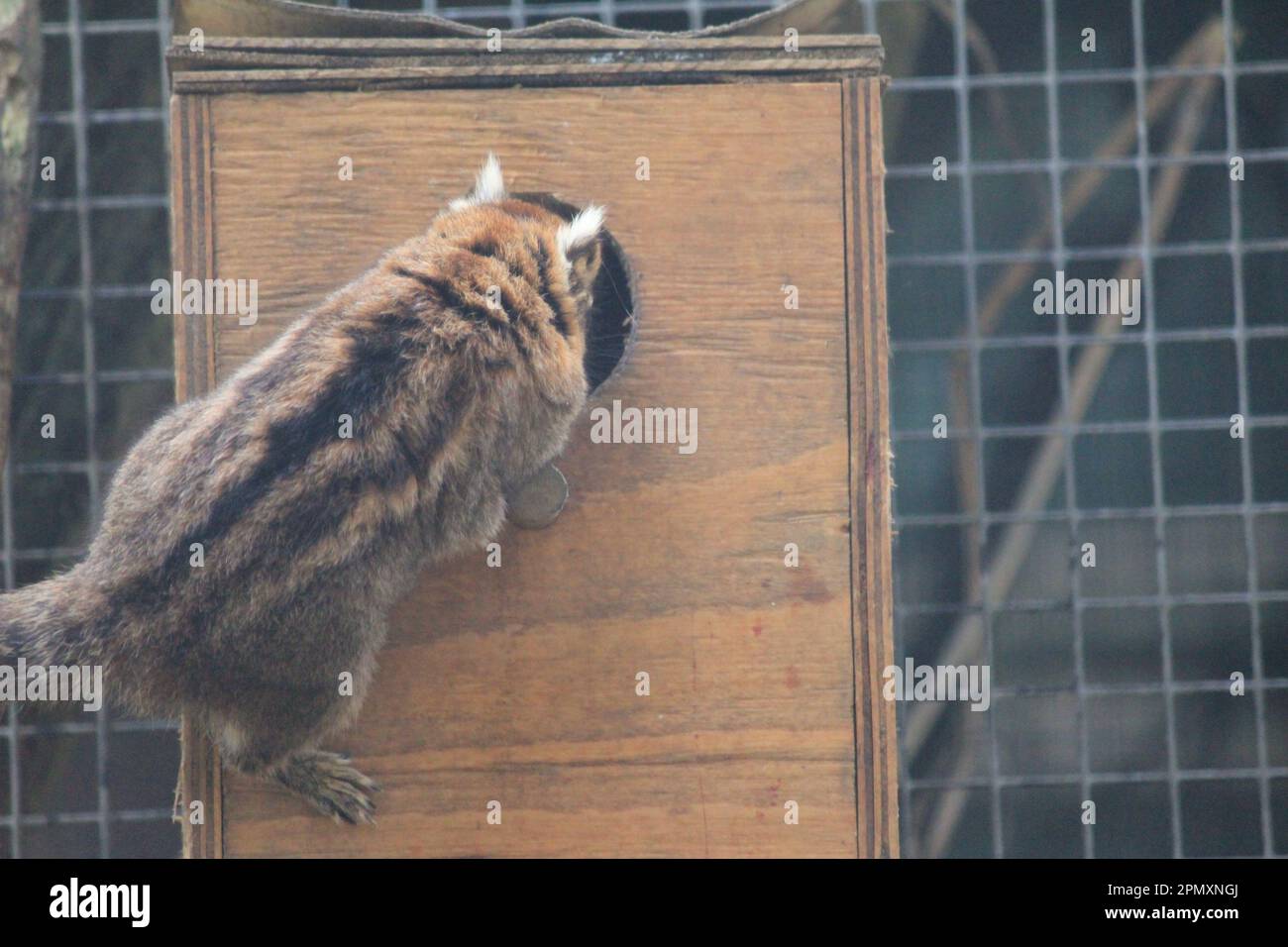 Chinese striped tree squirrel Stock Photo - Alamy