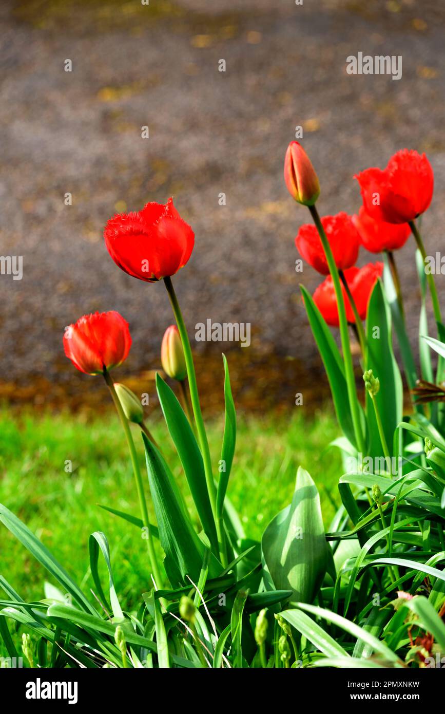 Simply red home hi-res stock photography and images - Alamy