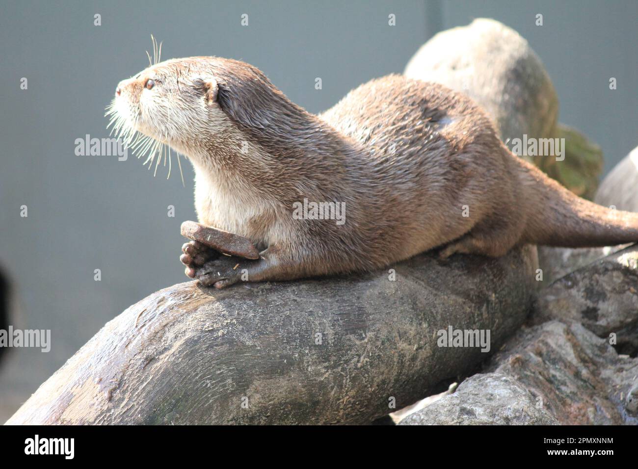 Asian small-clawed otter Stock Photo - Alamy