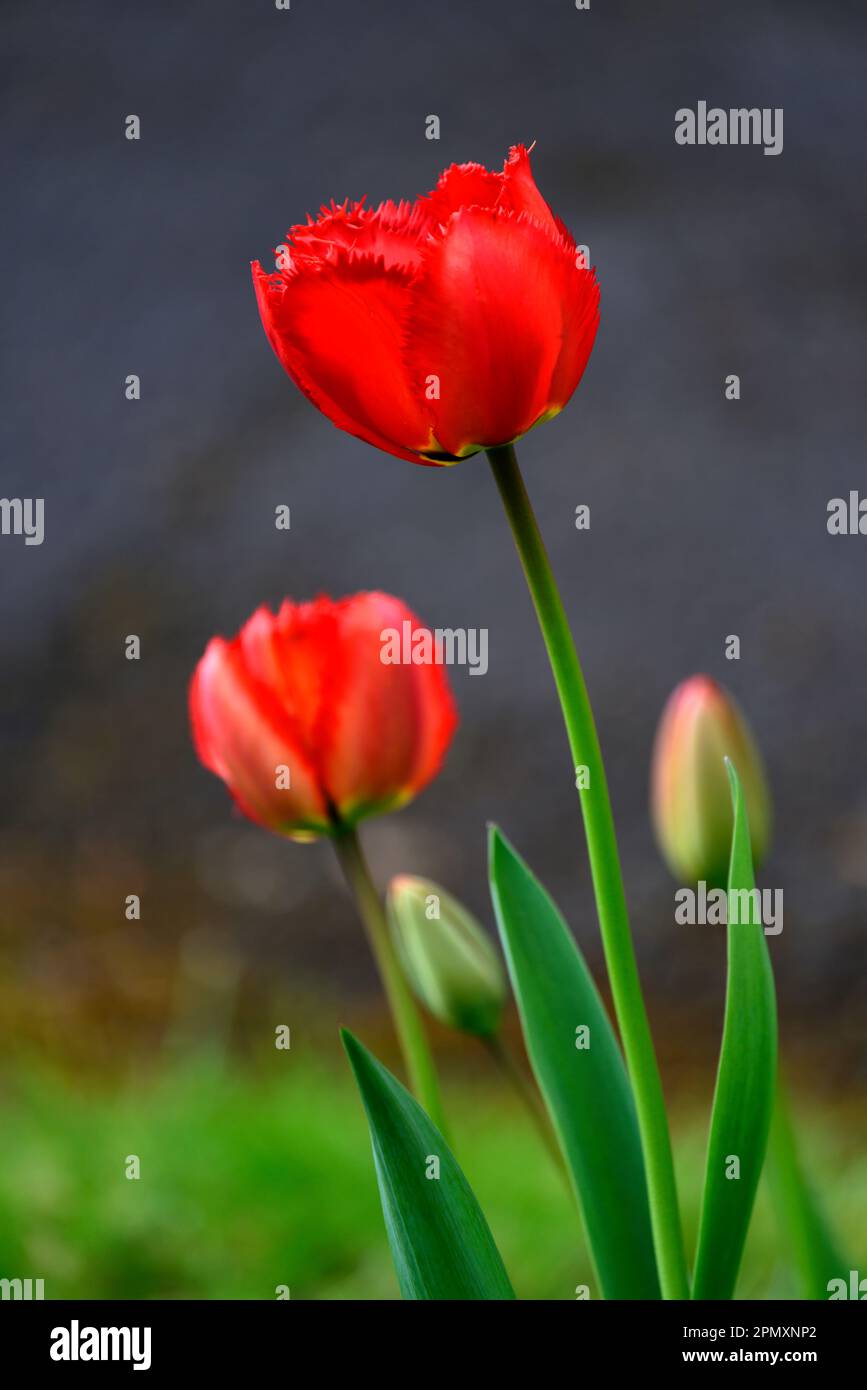 Simply red home hi-res stock photography and images - Alamy