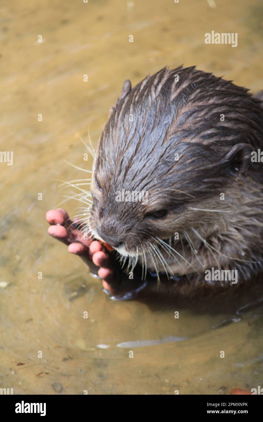 Asian small-clawed otter Stock Photo - Alamy