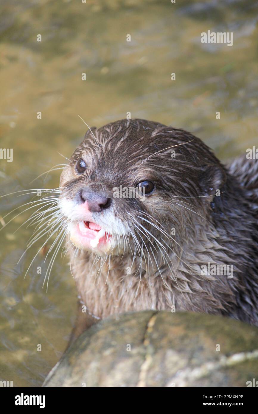Asian small-clawed otter Stock Photo - Alamy