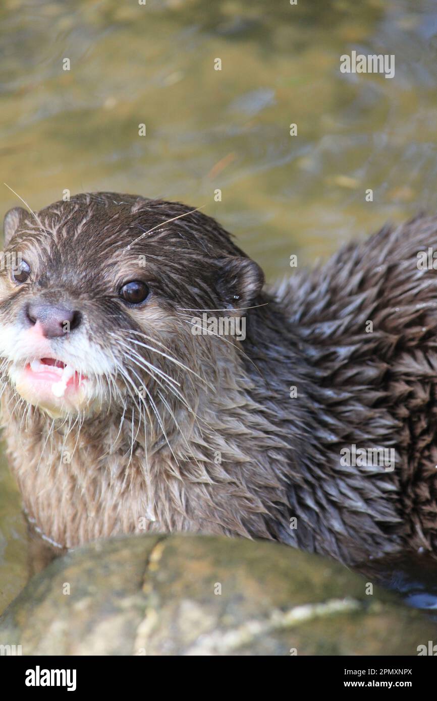 Asian small-clawed otter Stock Photo - Alamy