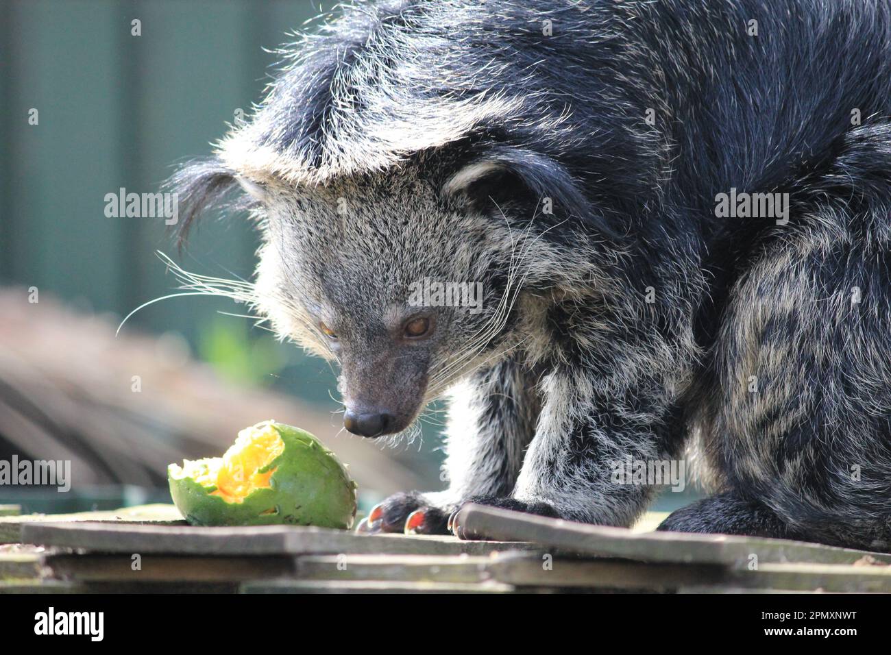 Rainforests of india hi-res stock photography and images - Alamy