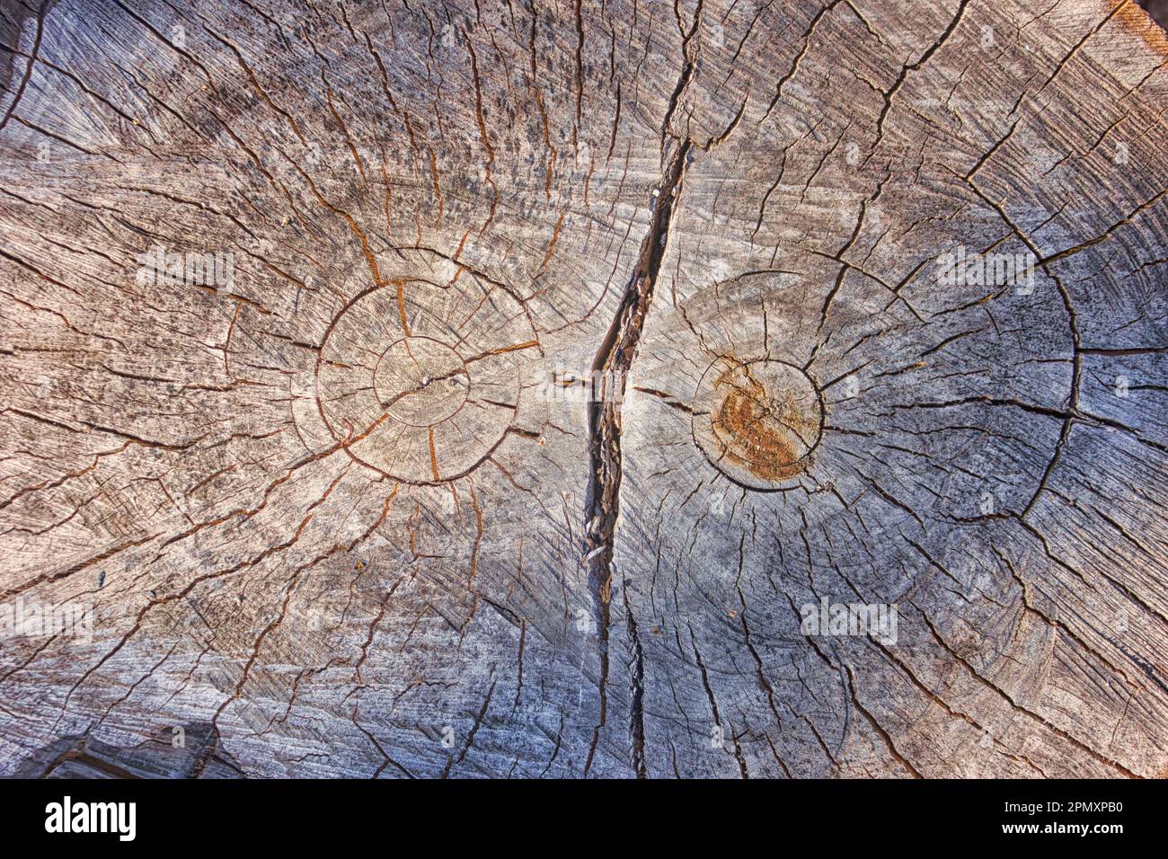 Wood background showing top cut of tree trunk with rings and textured ...