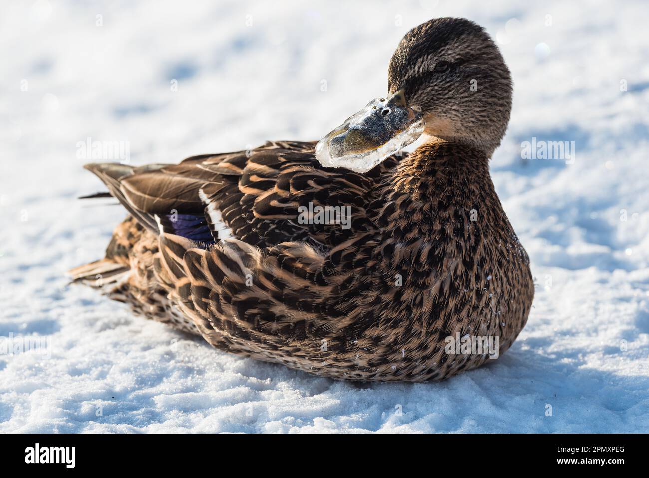 Beak of duck hi-res stock photography and images - Alamy