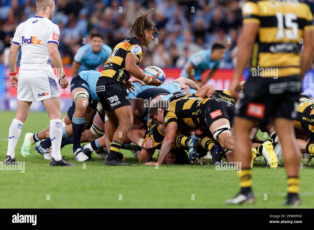 Jake Strachan of the Force prepares to feed the ball into the scrum ...