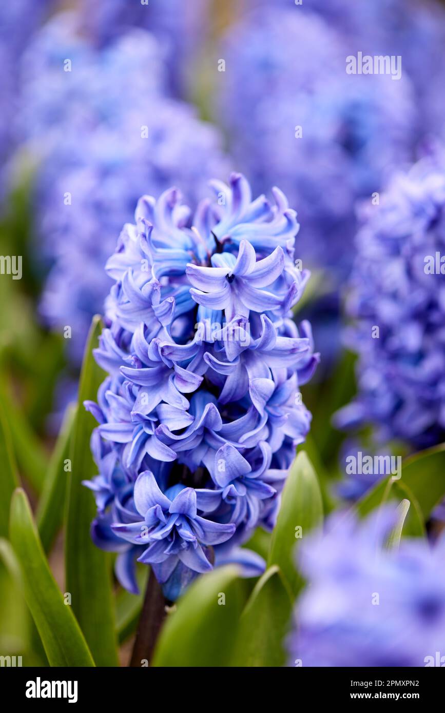 Blue hyacinth blooms in the garden in April - close up view Stock Photo ...