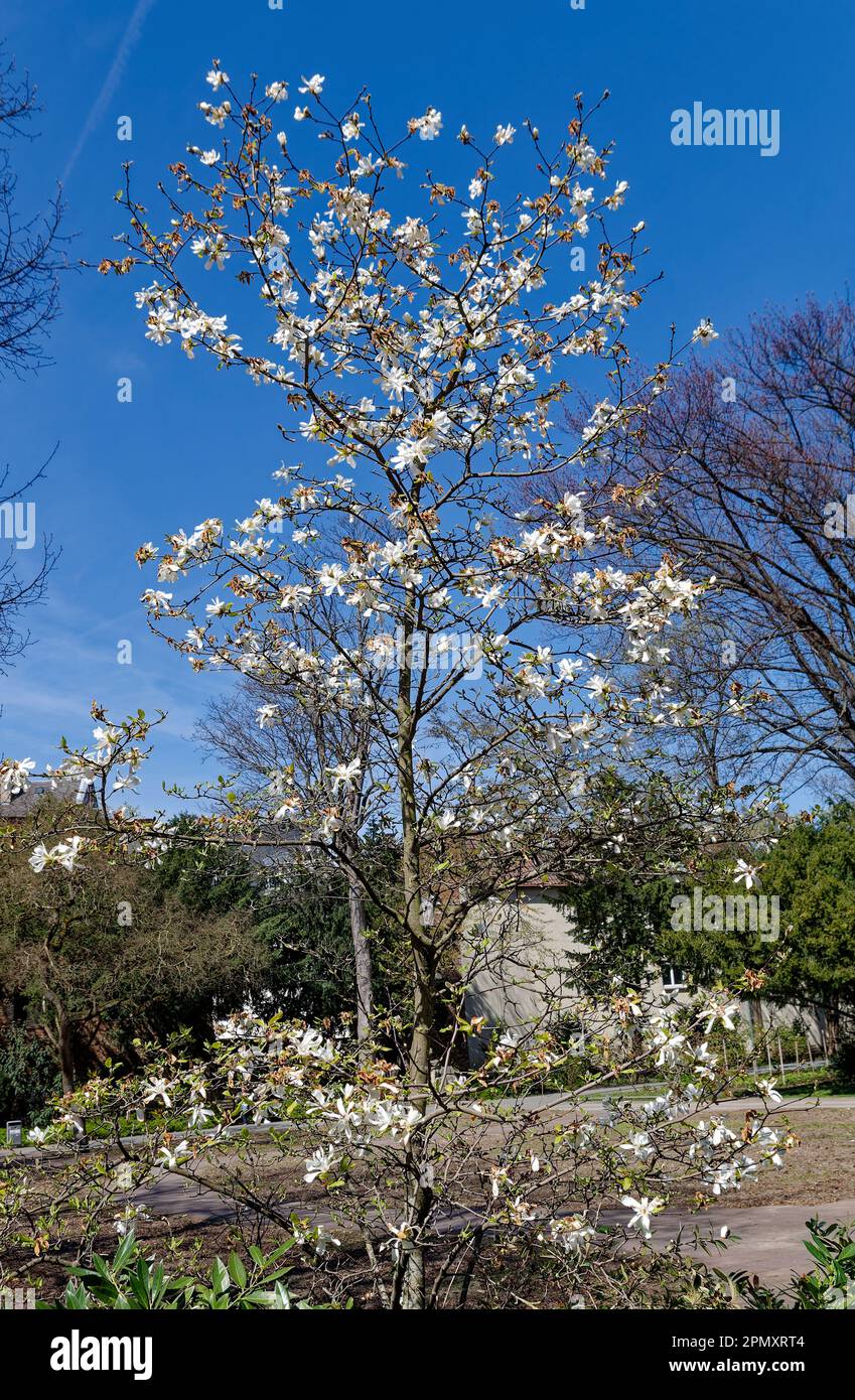 Flowering magnolia bush in front of blue sky in a park Stock Photo - Alamy